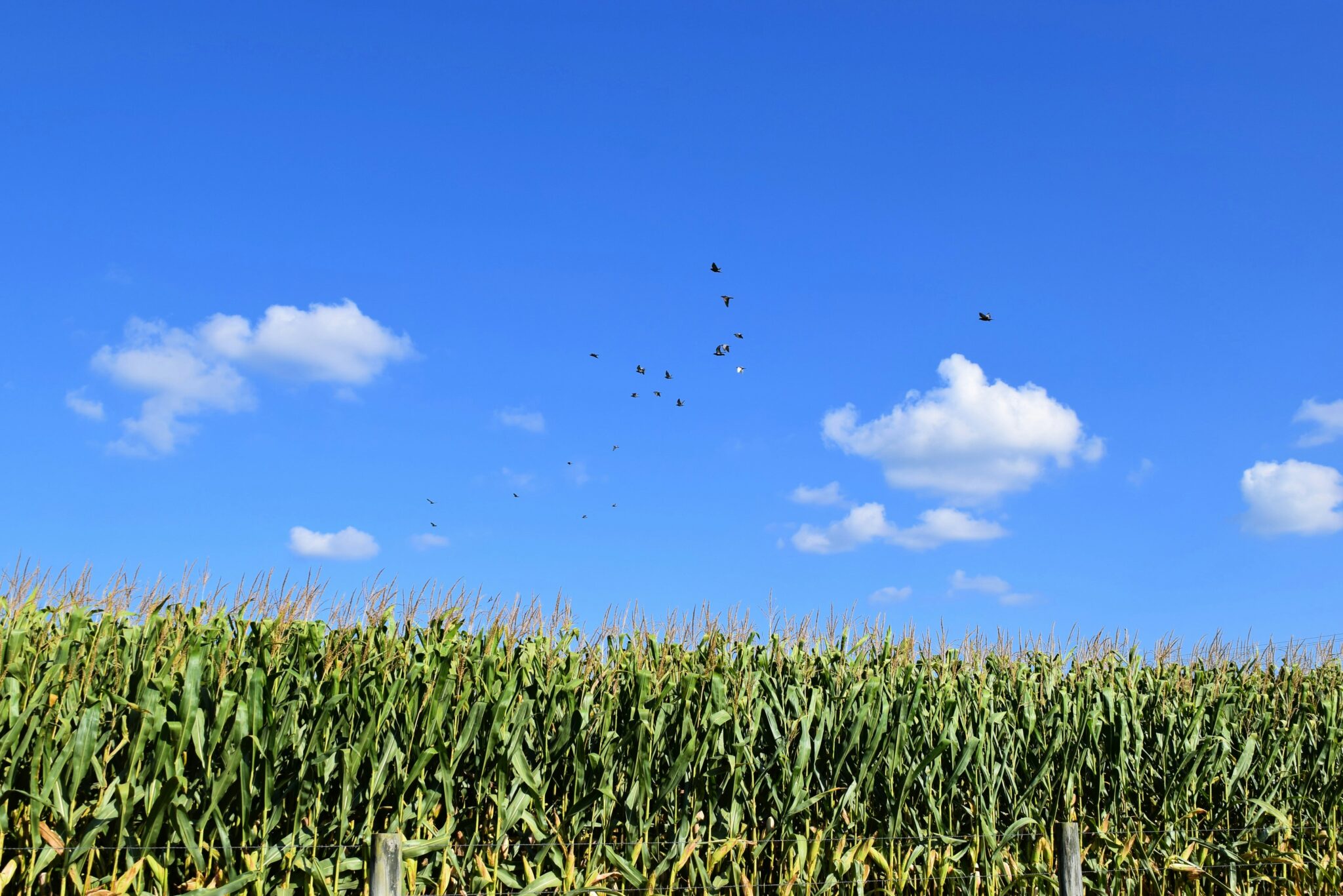 Nursing CE Requirements for Indiana License Renewal